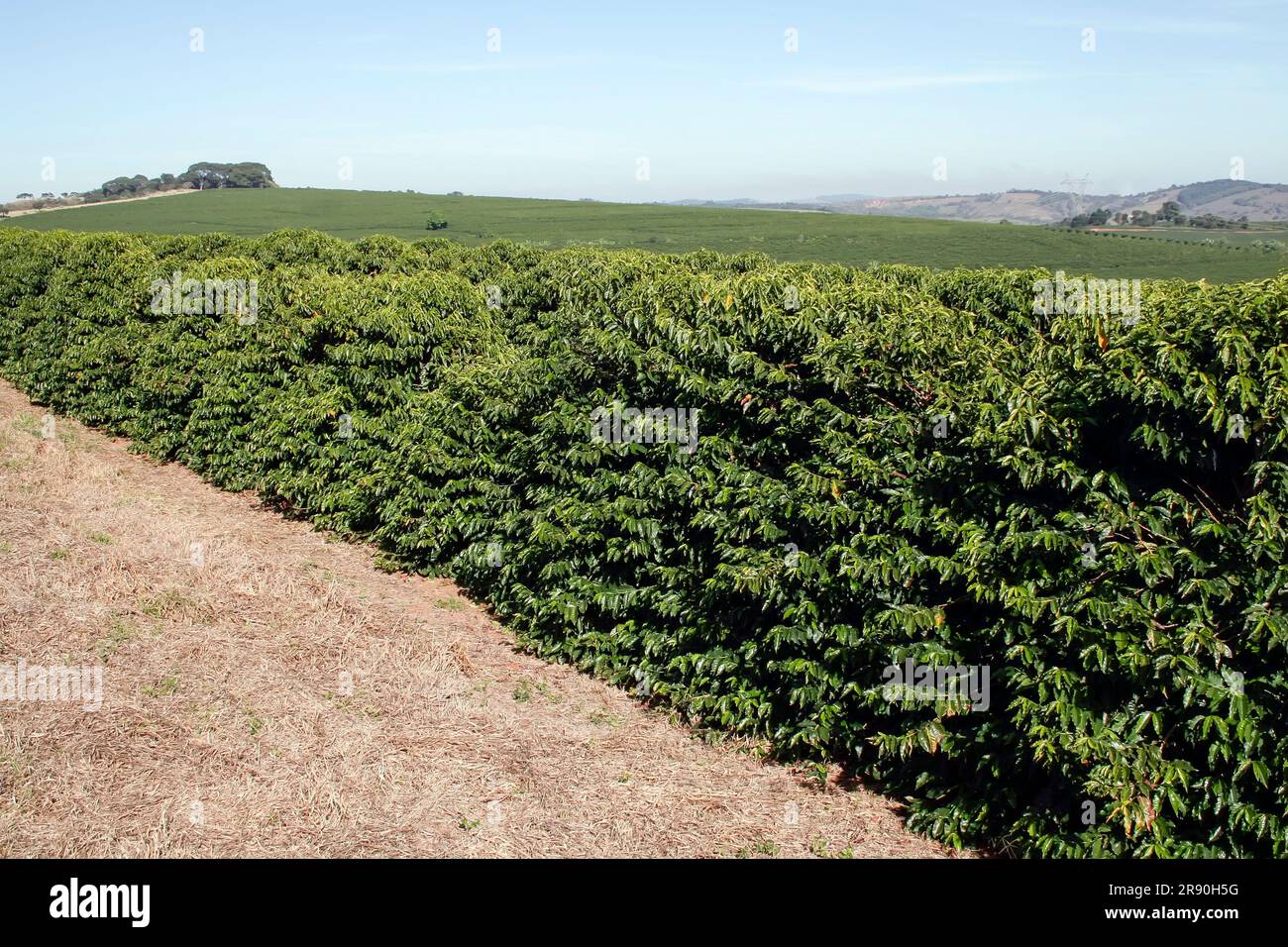 View farm with coffee plantation in Brazil - Cafe do Brasil Stock Photo ...