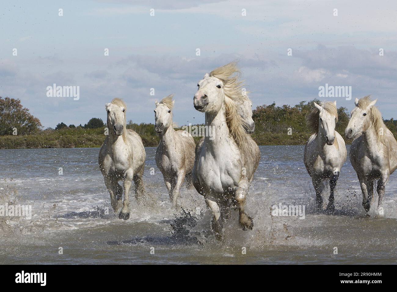 Camargue Horse, Herd Galloping through Swamp, Saintes Marie de la Mer ...