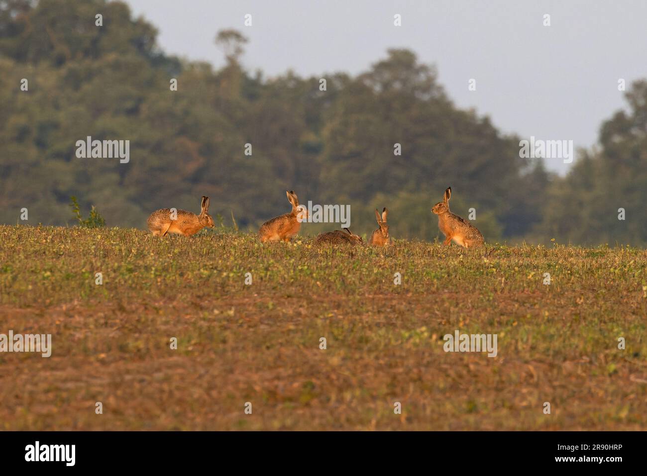 Brown Hare (Lepus europaeus) group discussion Suffolk June 2023 Stock ...
