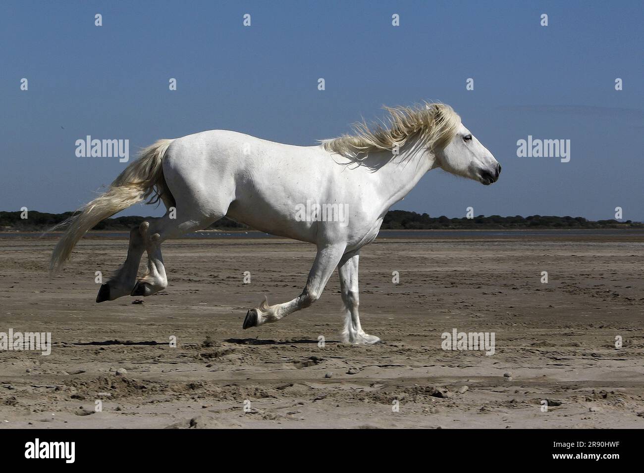 Camargue Horse, Stallion Galloping on the Beach, Saintes Marie de la ...
