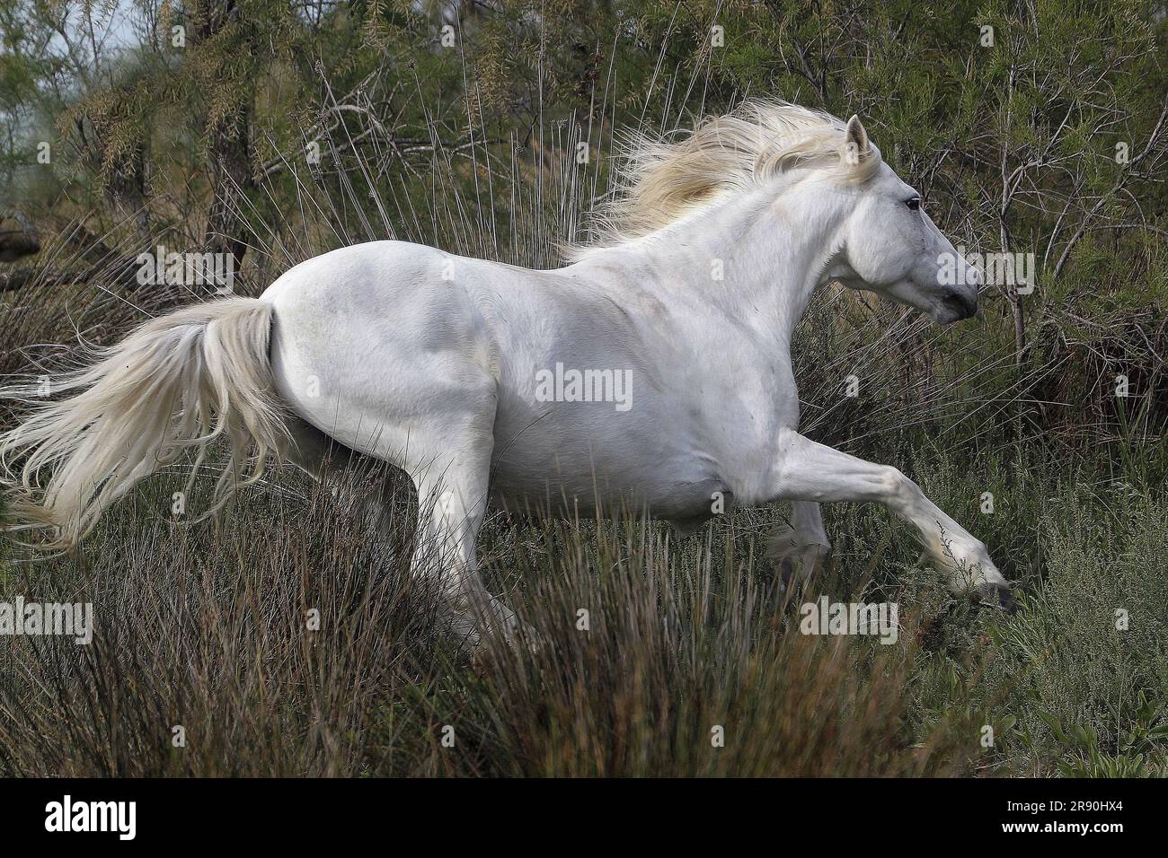 Camargue Horse, Adult Galloping, Saintes Marie de la Mer in The South ...