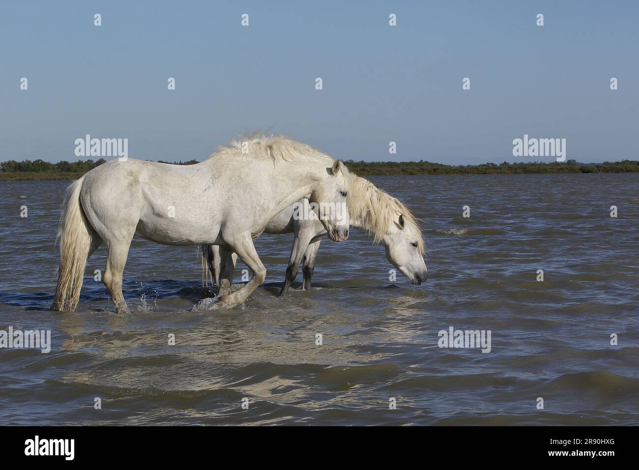 Camargue Horses Standing in Swamp, Saintes Marie de la Mer in The South ...