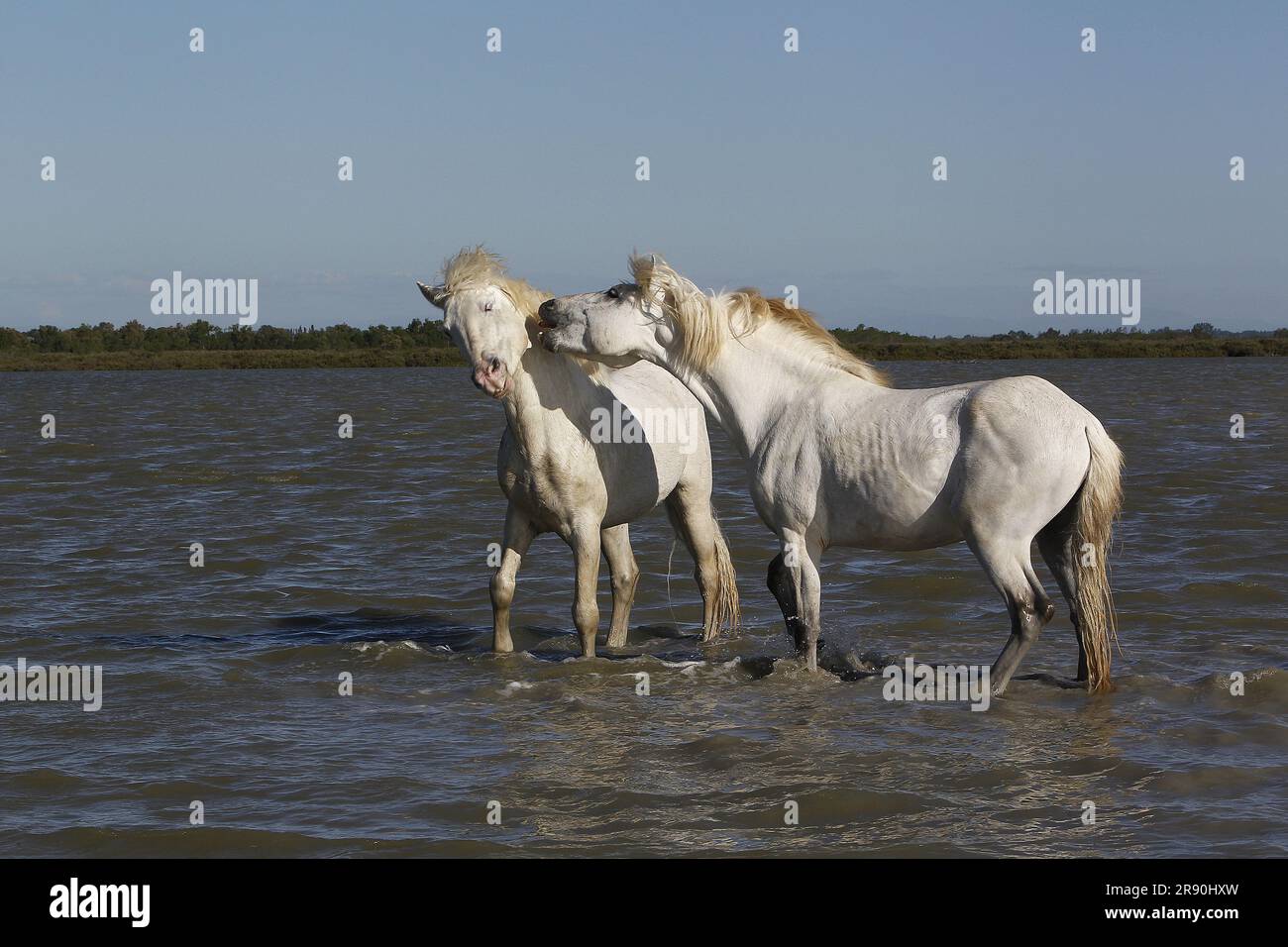 Camargue Horse, Stallions fighting in Swamp, Saintes Marie de la Mer in ...