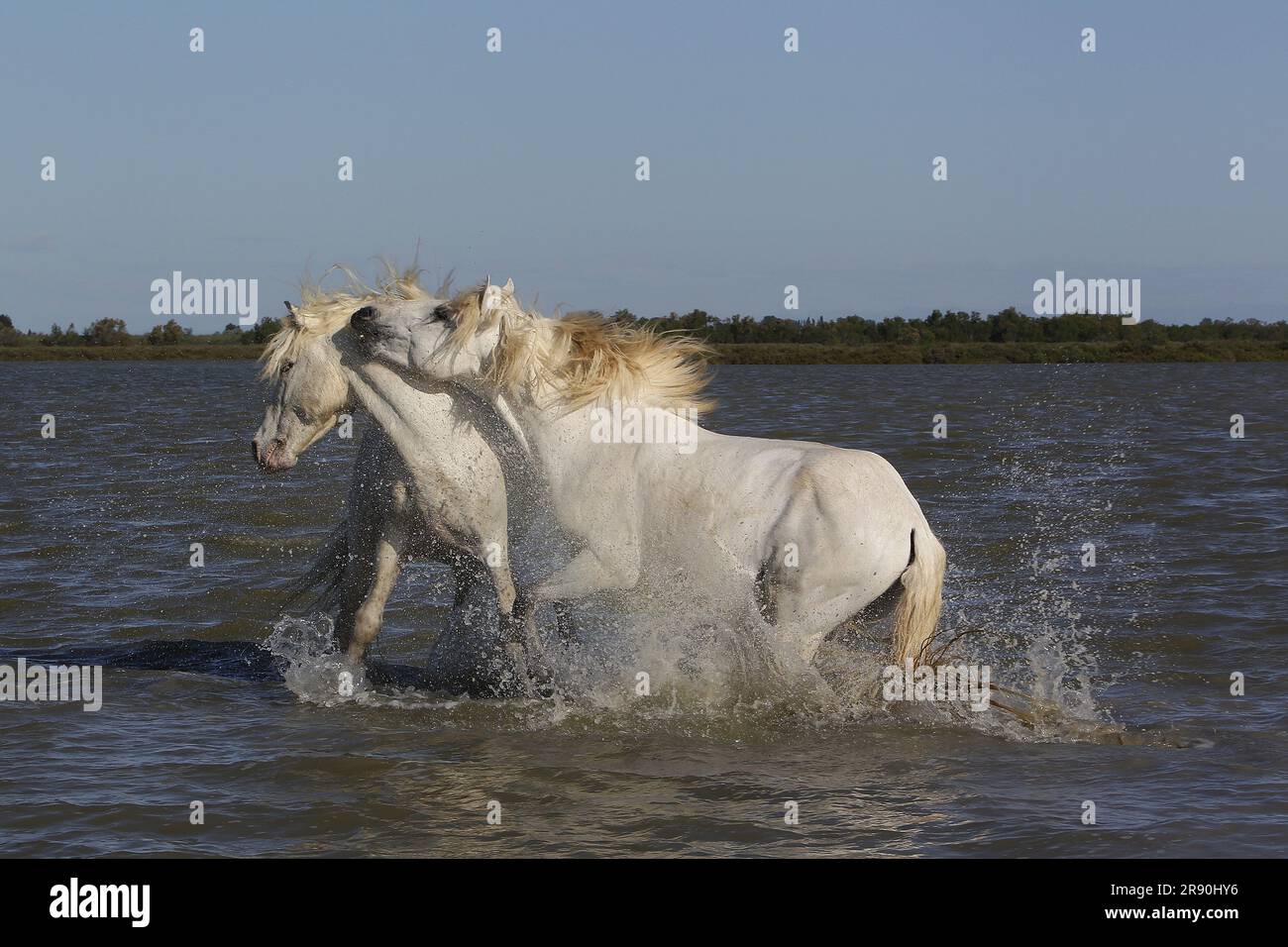 Camargue Horse, Stallions fighting in Swamp, Saintes Marie de la Mer in ...