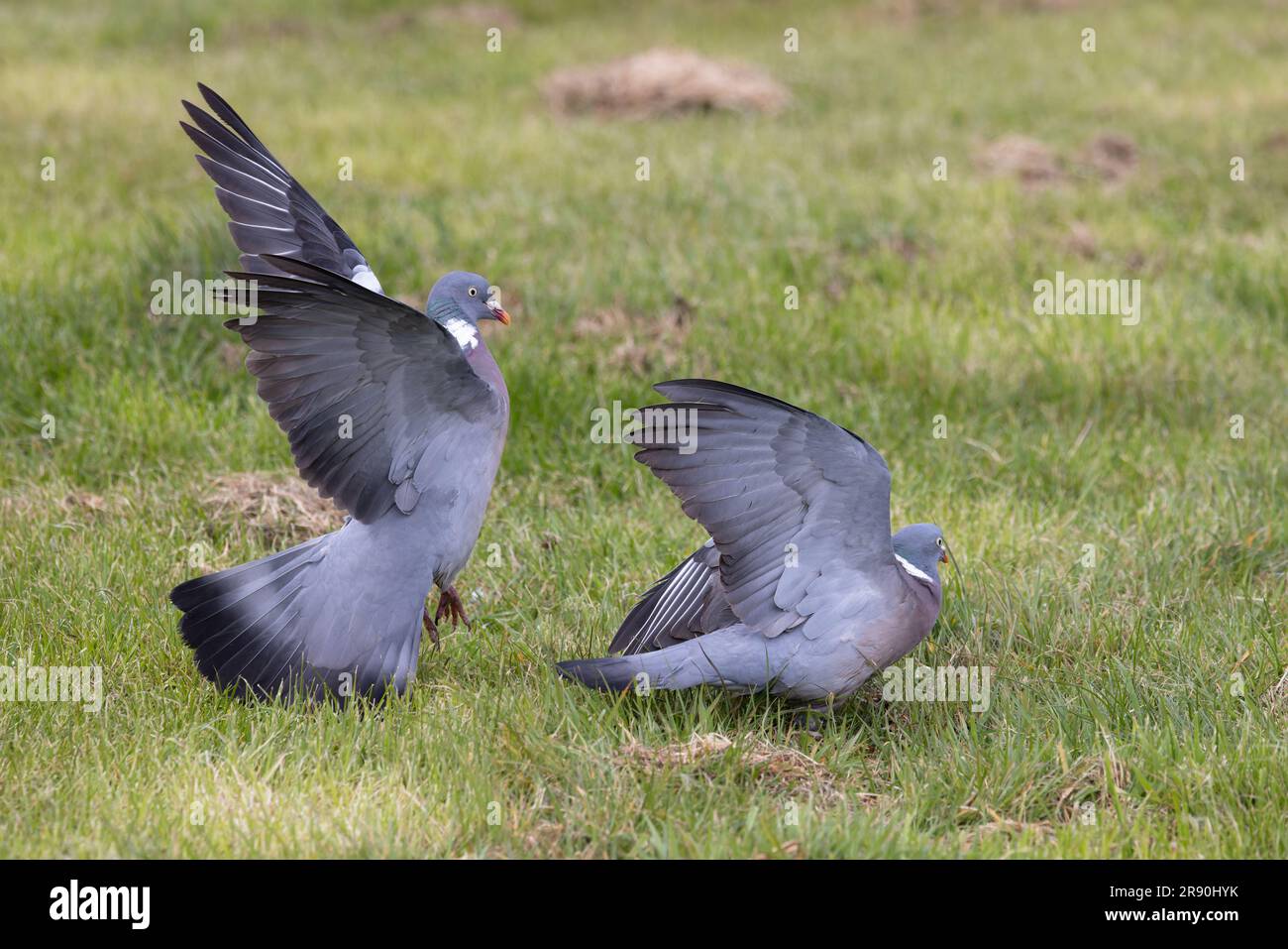 Two Wood Pigeons (Columba oenas) flapping at each other Norfolk April ...