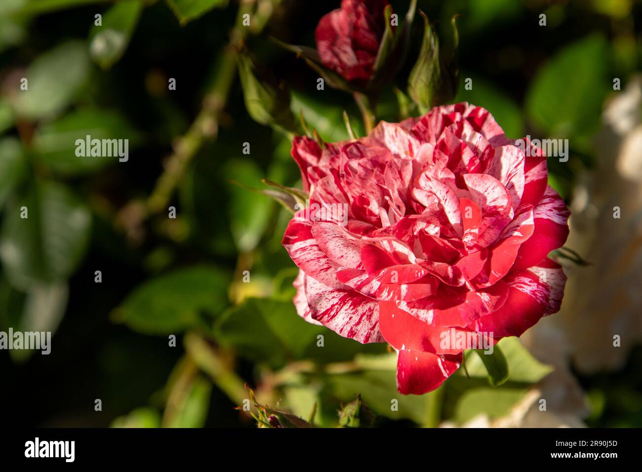 Red white roses. Bush in the garden. Rosebud. Summer flower petals ...