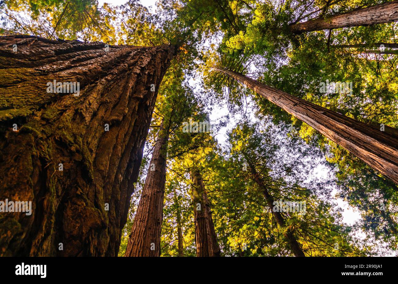 Looking up from the base of a Sequoia tree, Calaveras Big Trees State ...