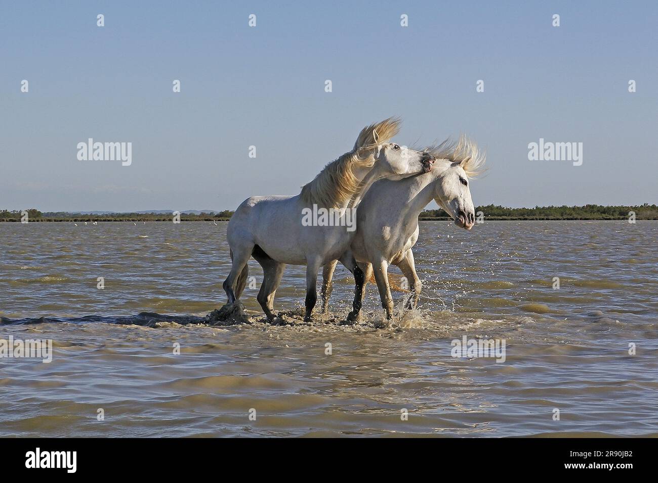 Camargue Horse, Stallions fighting in Swamp, Saintes Marie de la Mer in ...