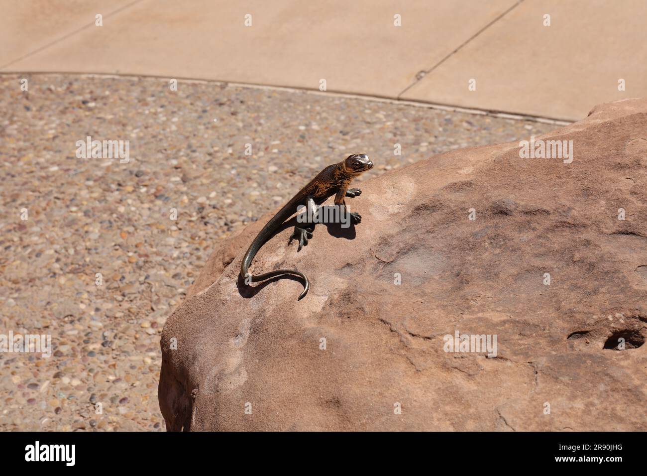 A small, bronze lizard sculpture sittiing on a sandstone boulder at ...