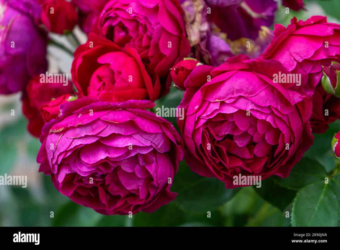 Pink roses. Bush in the garden. Rosebud. Summer flower petals. Rose bud ...