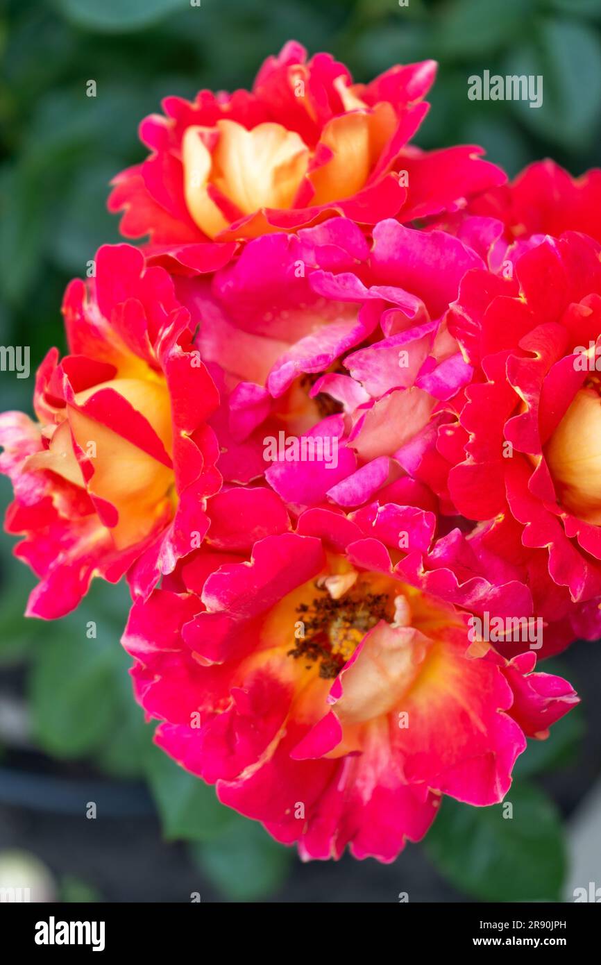 Pink roses. Bush in the garden. Orange rosebud. Summer flower petals ...