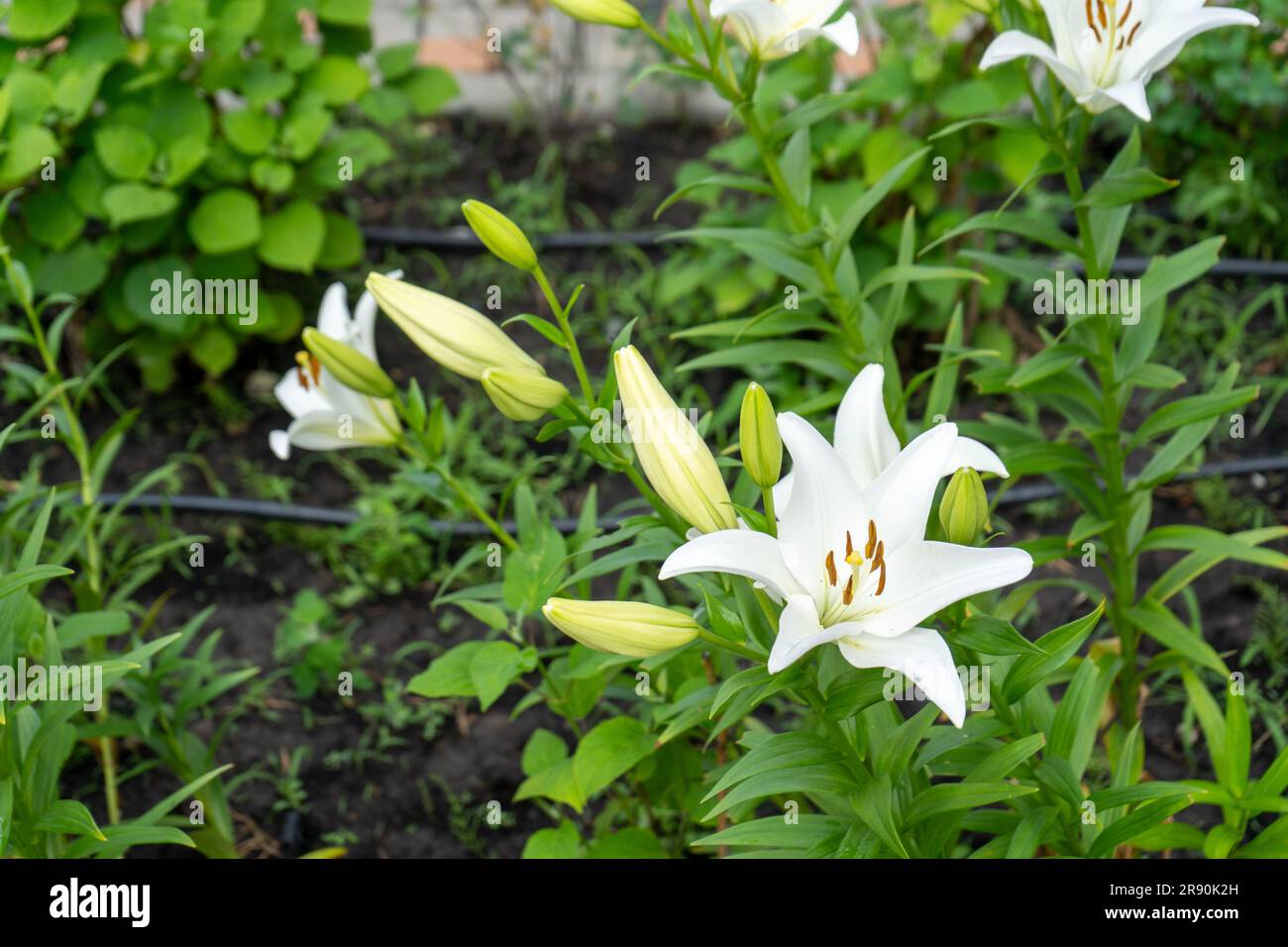 White lily flowers. Bud in the garden. Grow a bush of lilies. Petals ...