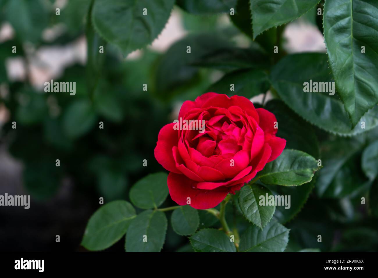 Red roses. Bush in the garden. Rosebud. Summer flower petals. Rose bud ...