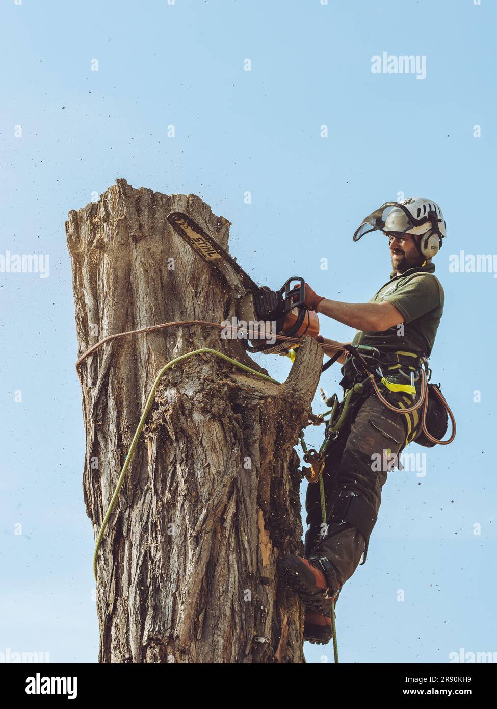 arborist climbing a tree and using a chainsaw. man working in tree ...