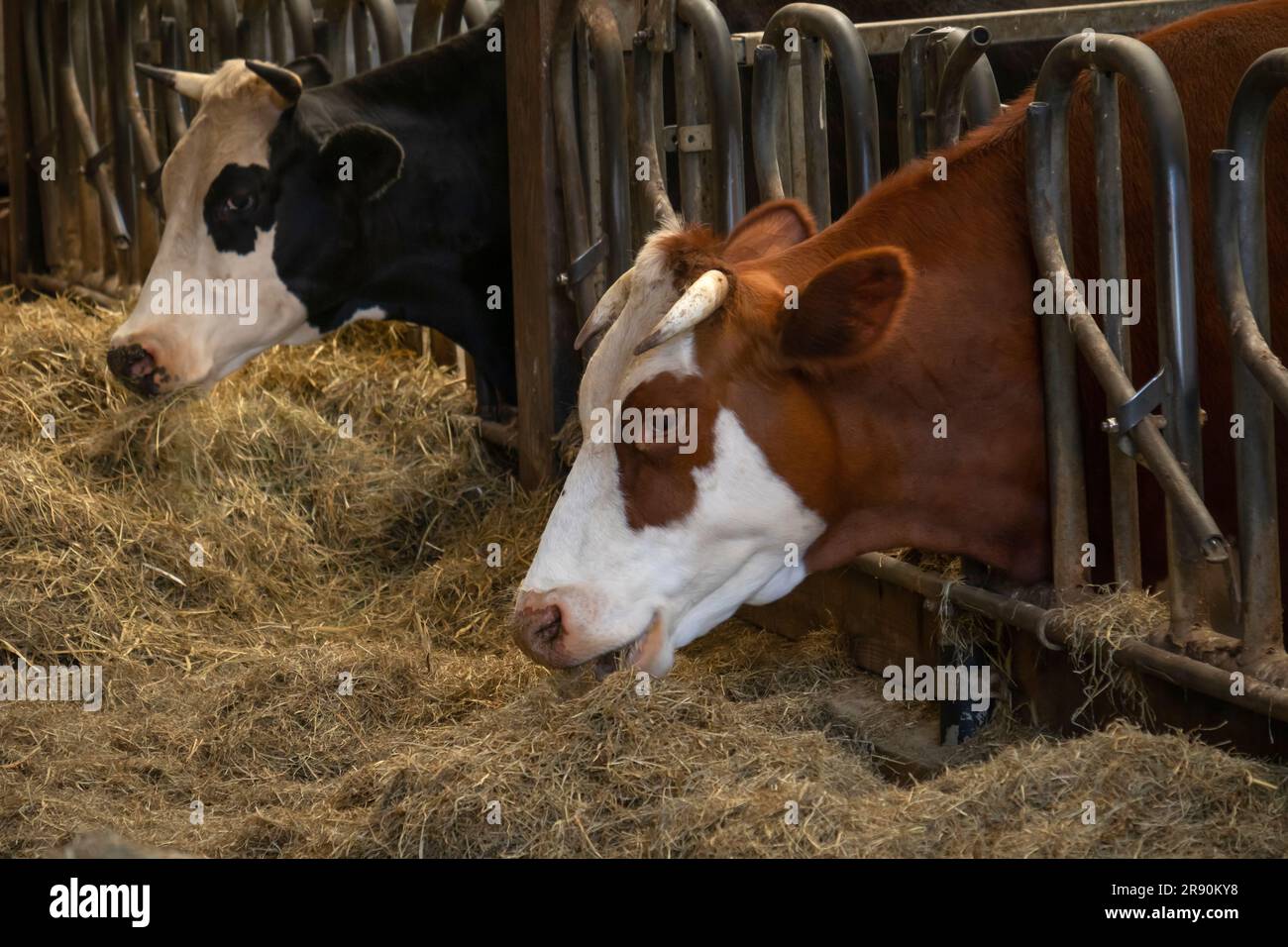 Dutch brown spotted cow eating hay in the stable on the farm Stock ...