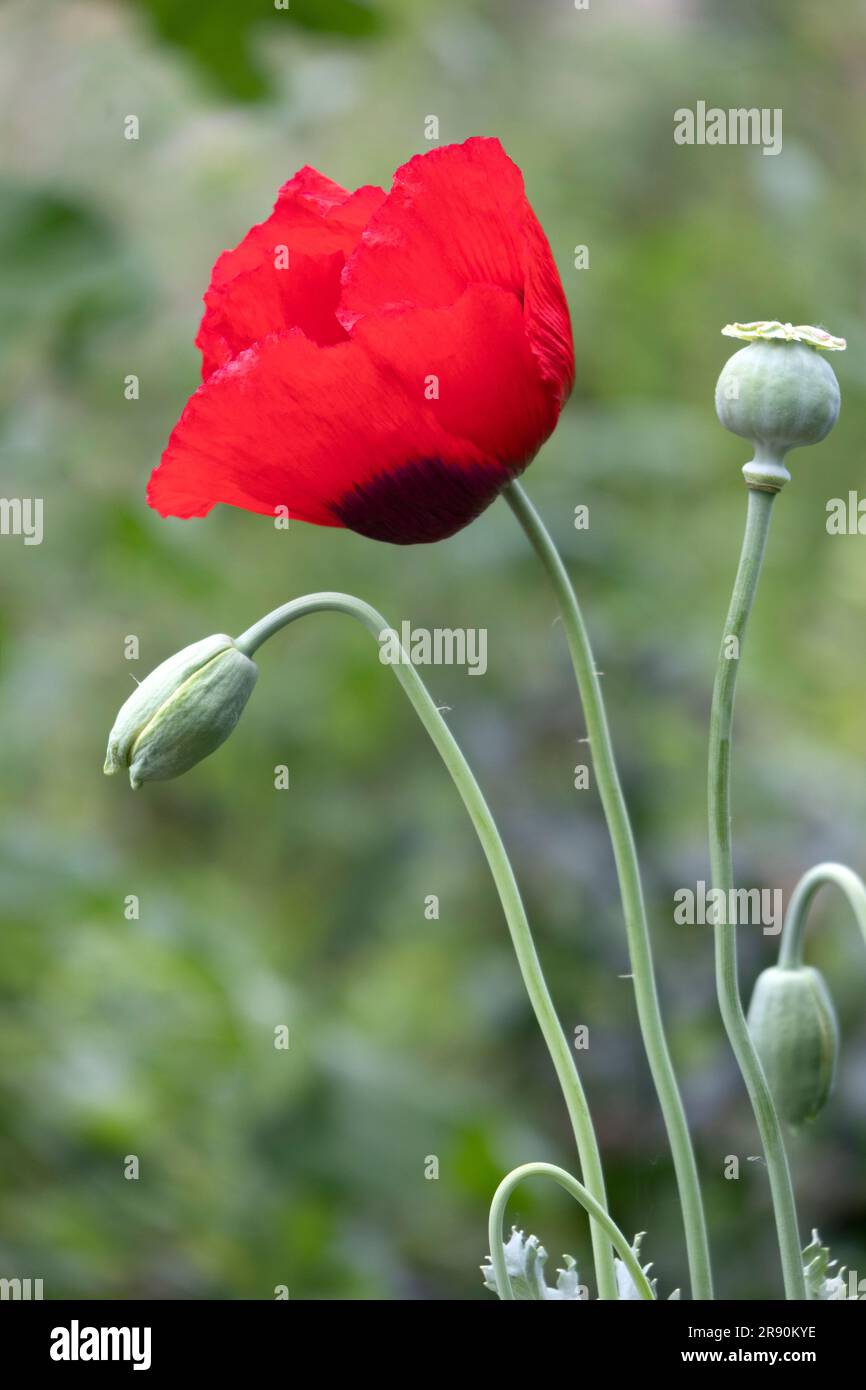 Red poppy flower, bud and seed pod close up outdoors Stock Photo - Alamy