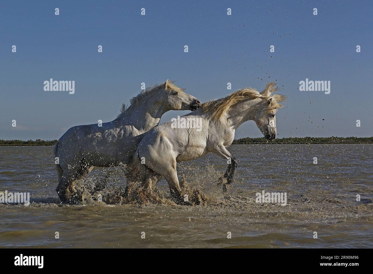 Camargue Horse, Stallions fighting in Swamp, Saintes Marie de la Mer in ...