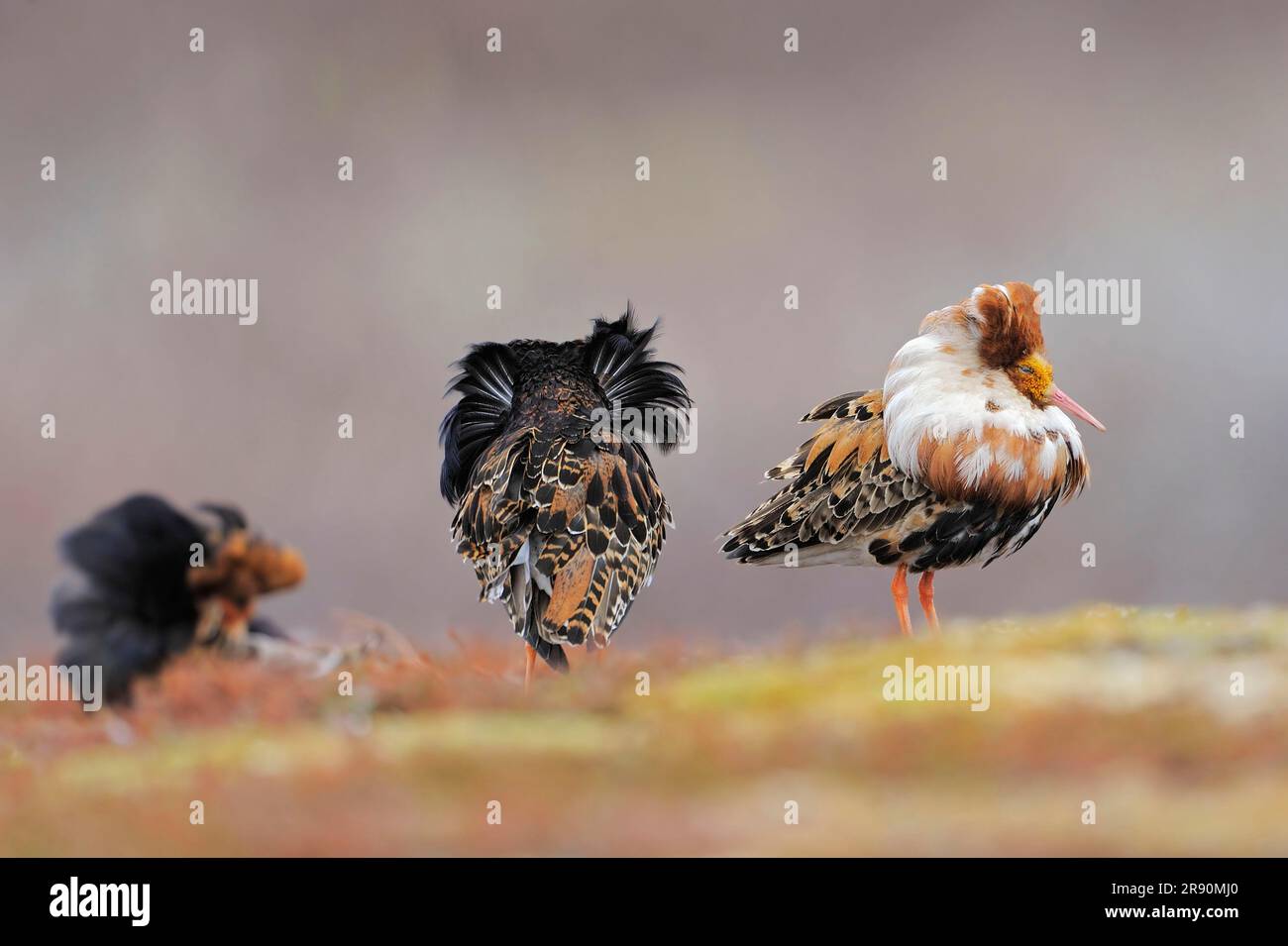 Philomachus pugnax display three hi-res stock photography and images ...