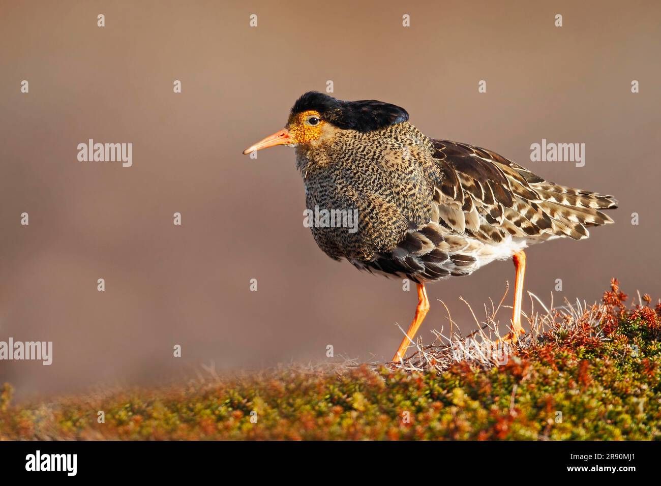 Ruff (Philomachus pugnax), male, on mating ground, Varanger Peninsula ...