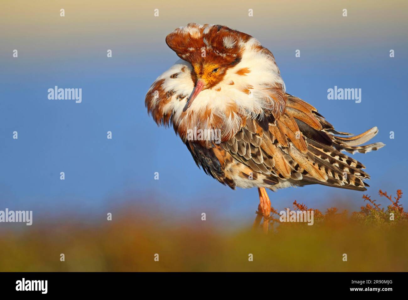 Ruff (Philomachus pugnax), male, on mating ground, Varanger Peninsula ...