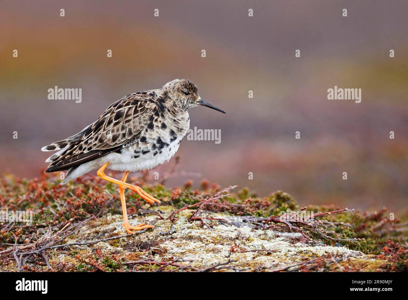 Ruff (Philomachus pugnax), female, on mating ground, Varanger Peninsula ...