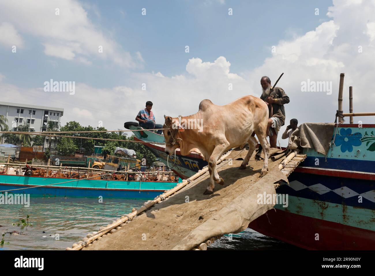 Dhaka, Bangladesh -June 23, 20023: Bangladeshi traders unloading a boat of sacrificial animals ...