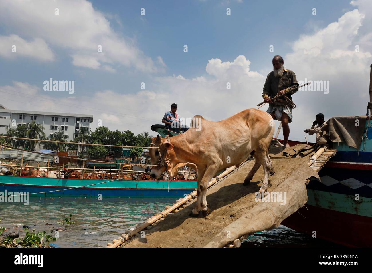 Dhaka, Bangladesh -June 23, 20023: Bangladeshi traders unloading a boat of sacrificial animals ...