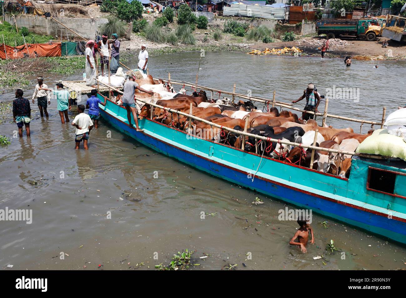 Dhaka, Bangladesh -June 23, 20023: On the occasion of the holy Eid-ul-Azha, traders are bringing ...