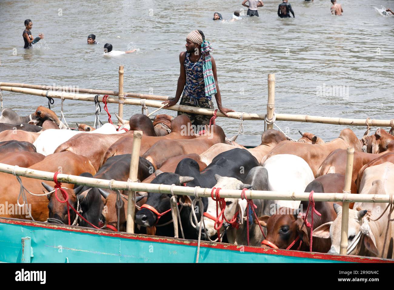 Dhaka, Bangladesh -June 23, 20023: On the occasion of the holy Eid-ul-Azha, traders are bringing ...