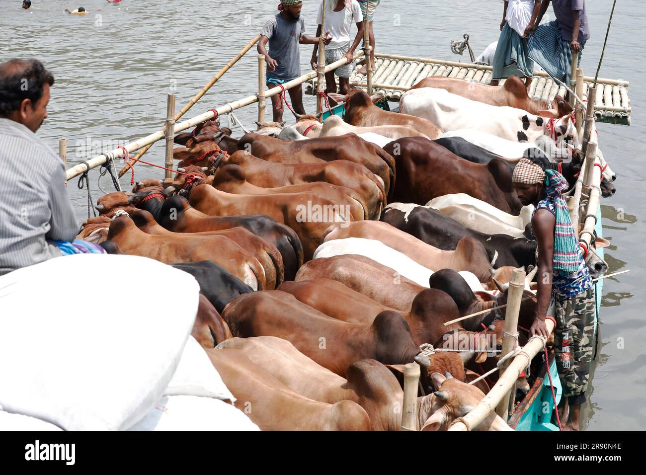 Dhaka, Bangladesh -June 23, 20023: On the occasion of the holy Eid-ul-Azha, traders are bringing ...