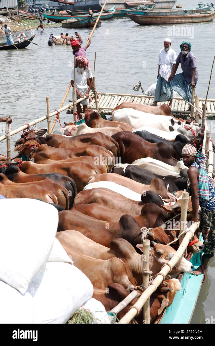 Dhaka, Bangladesh -June 23, 20023: On the occasion of the holy Eid-ul-Azha, traders are bringing ...