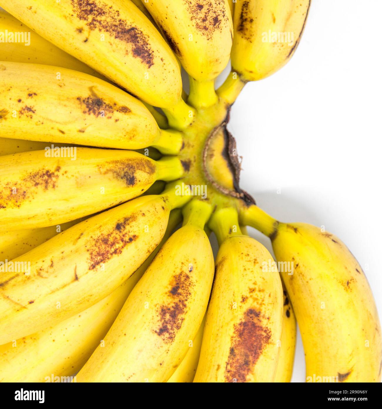 cluster of ripe delicious baby bananas on white background with copy ...