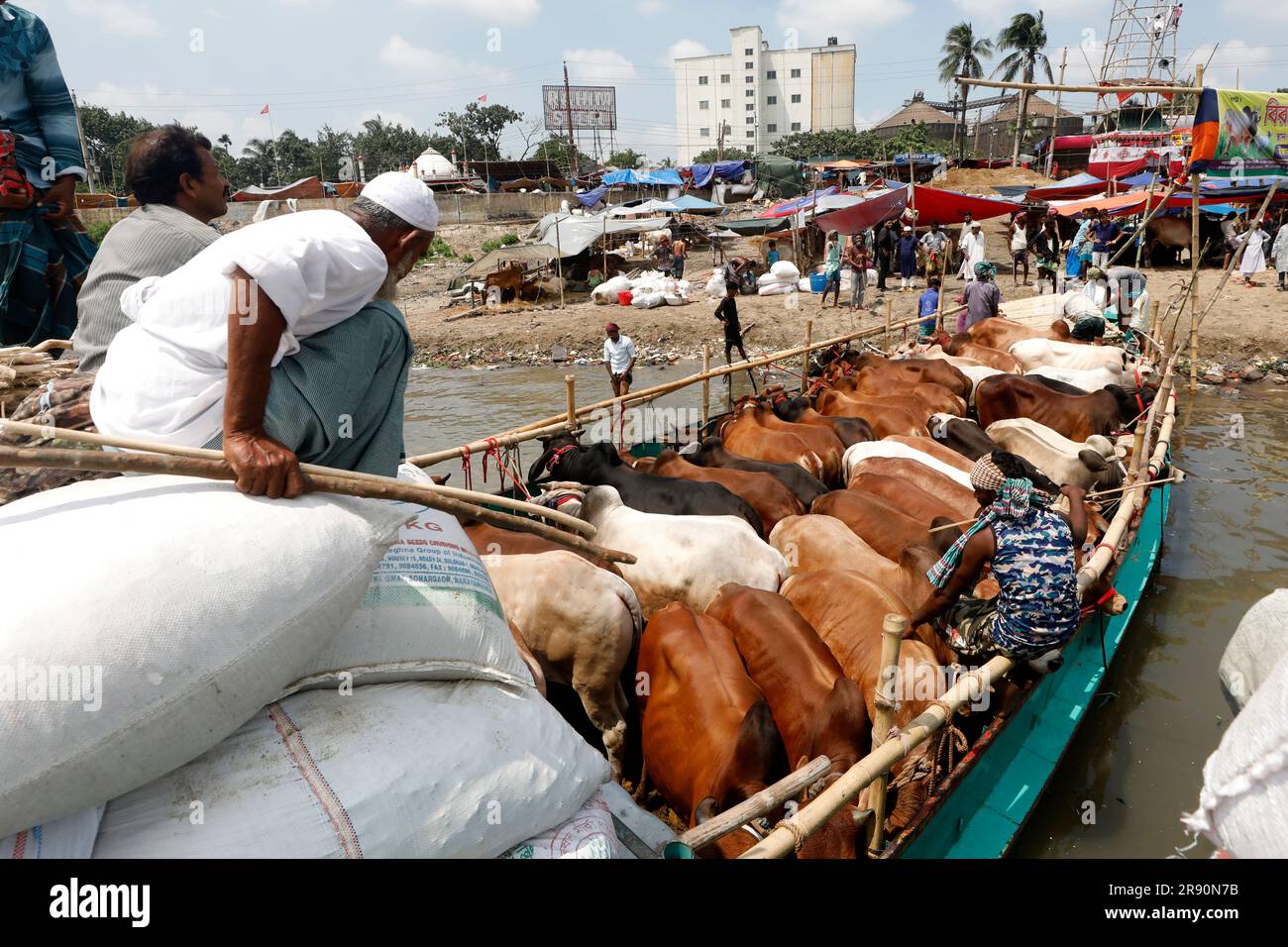 Dhaka, Bangladesh -June 23, 20023: On the occasion of the holy Eid-ul-Azha, traders are bringing ...