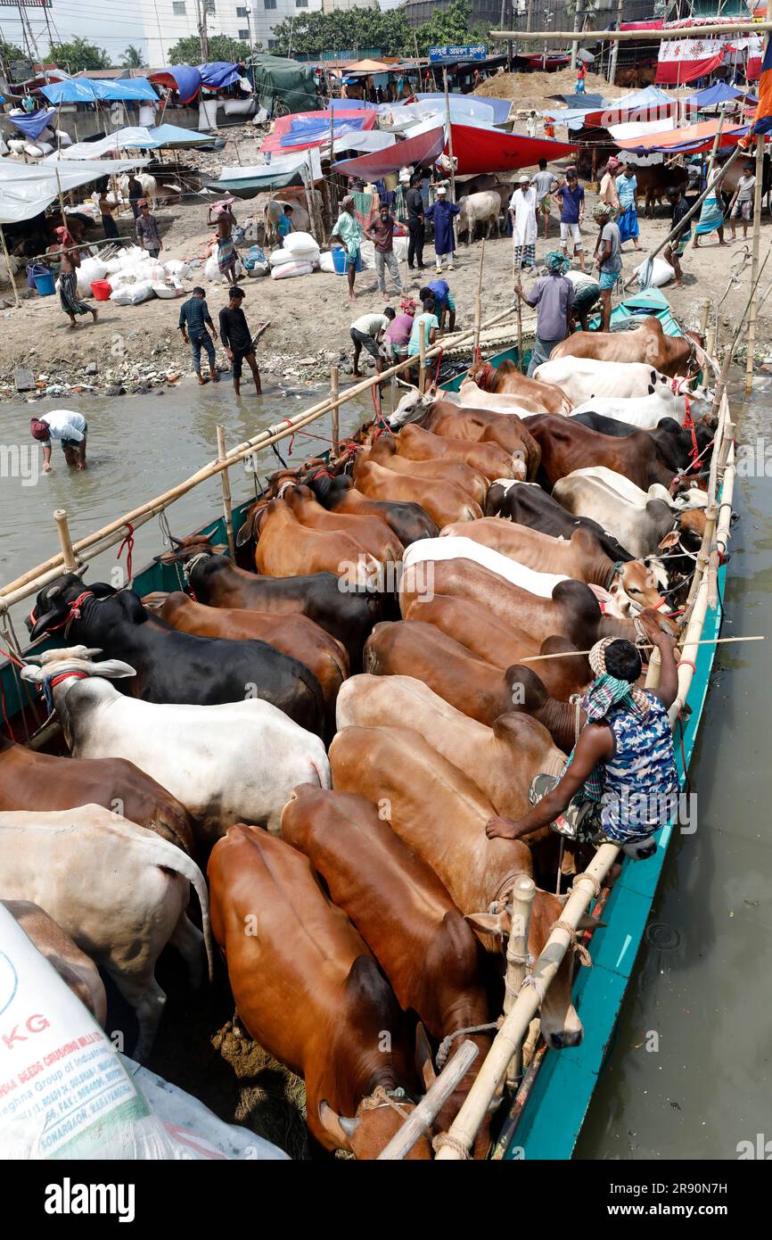 Dhaka, Bangladesh -June 23, 20023: On the occasion of the holy Eid-ul ...