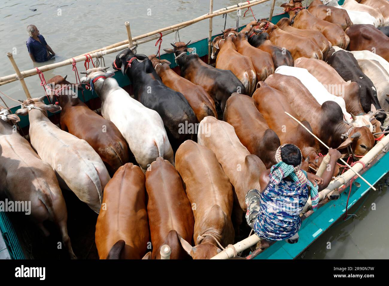 Dhaka, Bangladesh -June 23, 20023: On the occasion of the holy Eid-ul-Azha, traders are bringing ...