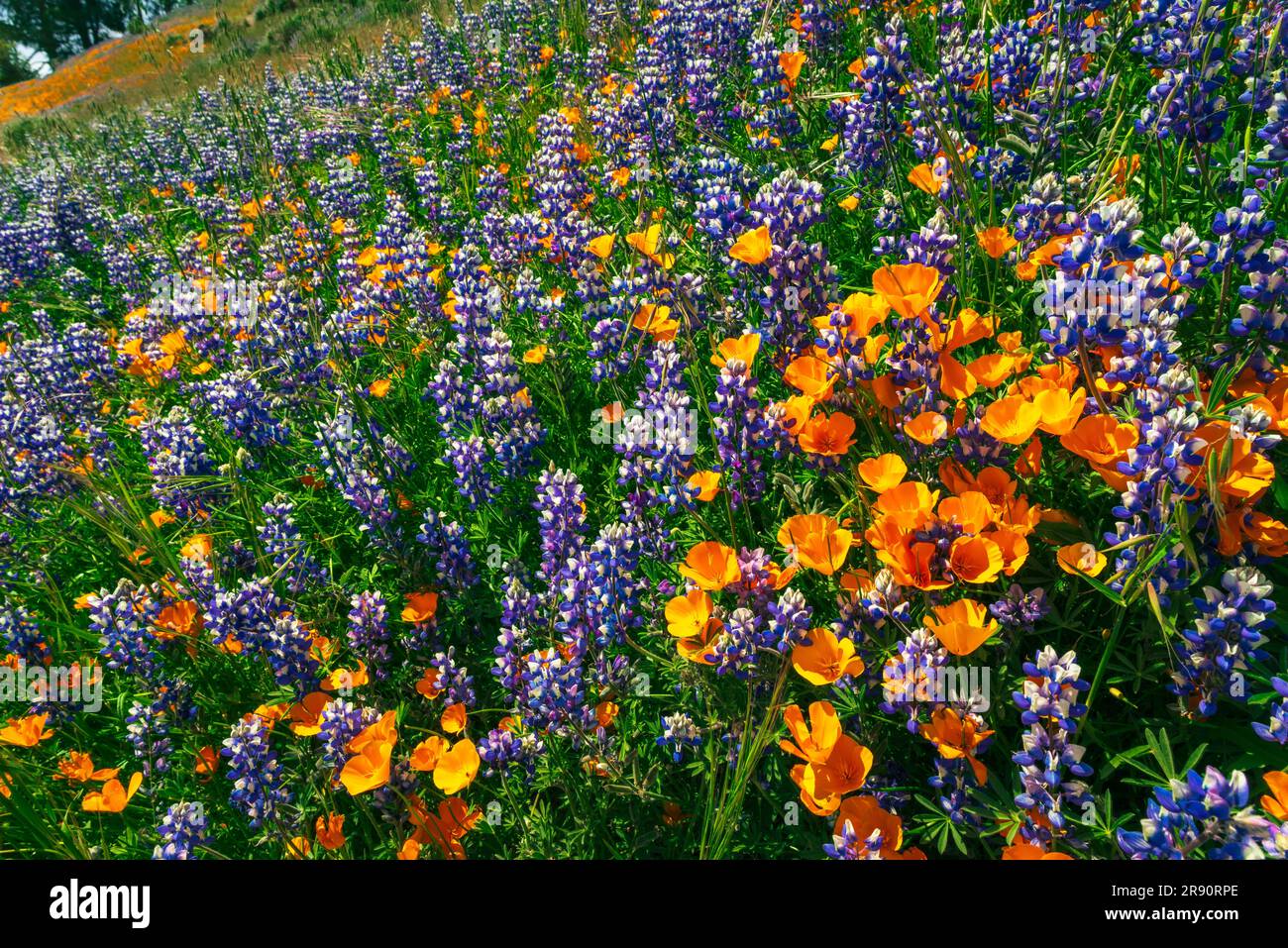 California poppies and lupine on Figueroa Mountain, Los Padres National ...