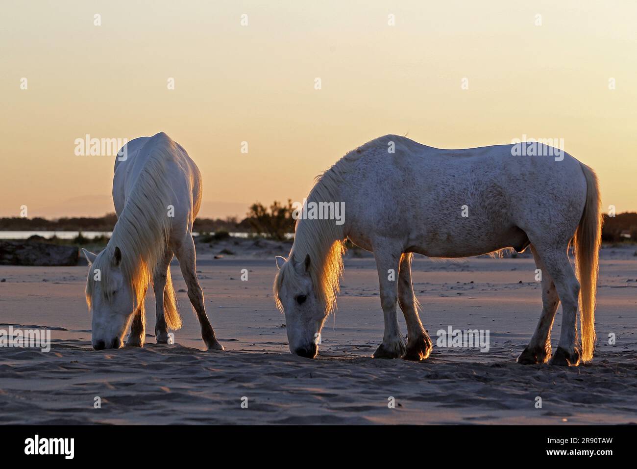 Camargue Horses on the Beach, Saintes Marie de la Mer in Camargue, in ...