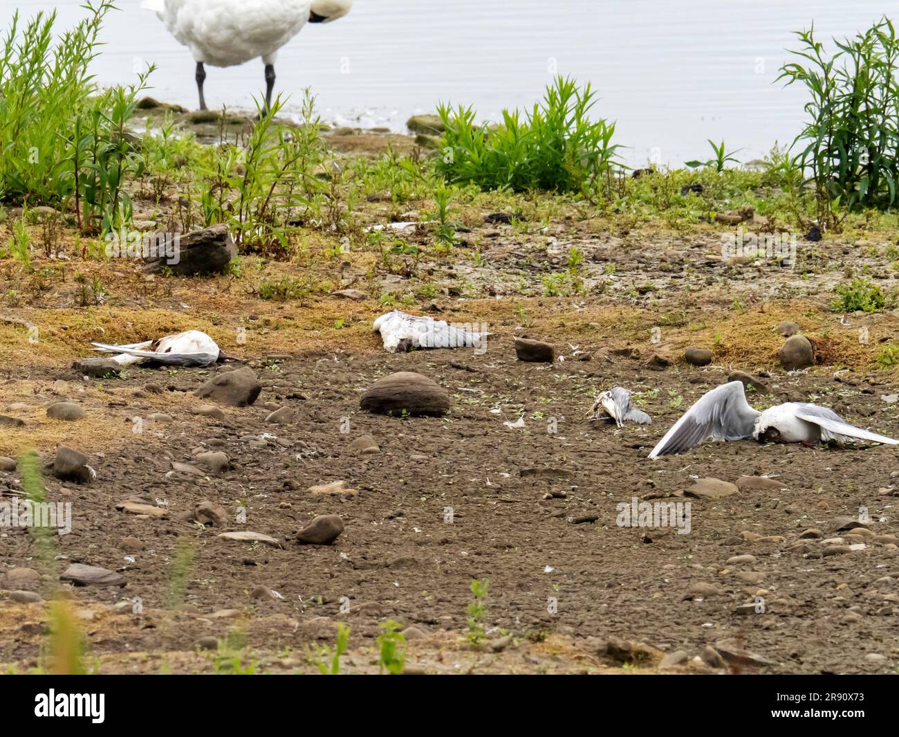 Dead Black Headed Gulls, Chroicocephalus ridibundus, killed by bird flu ...