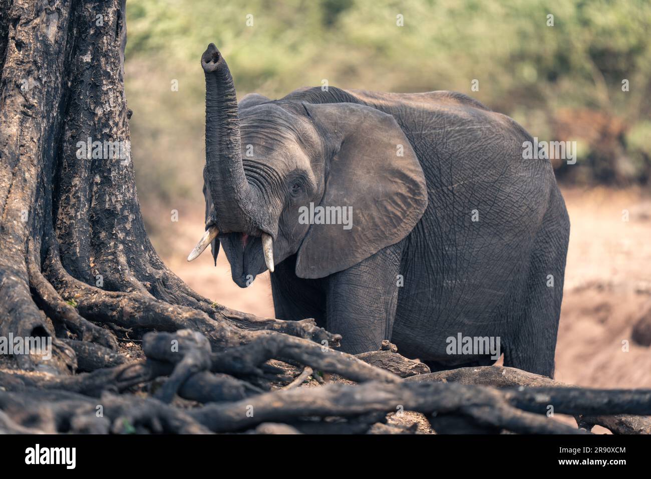 African elephant stands raising trunk by tree Stock Photo - Alamy