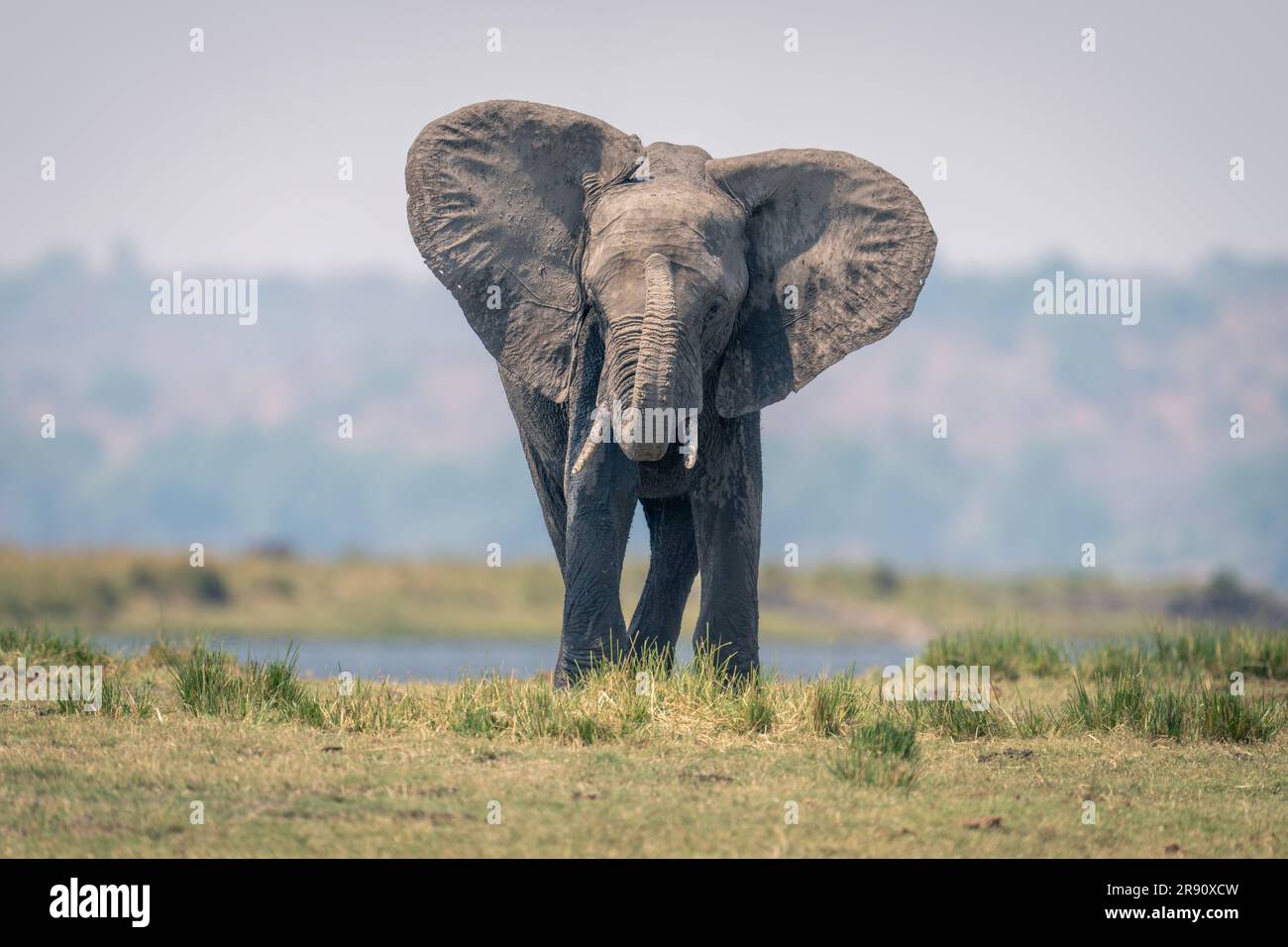 African elephant stands on riverbank raising trunk Stock Photo - Alamy