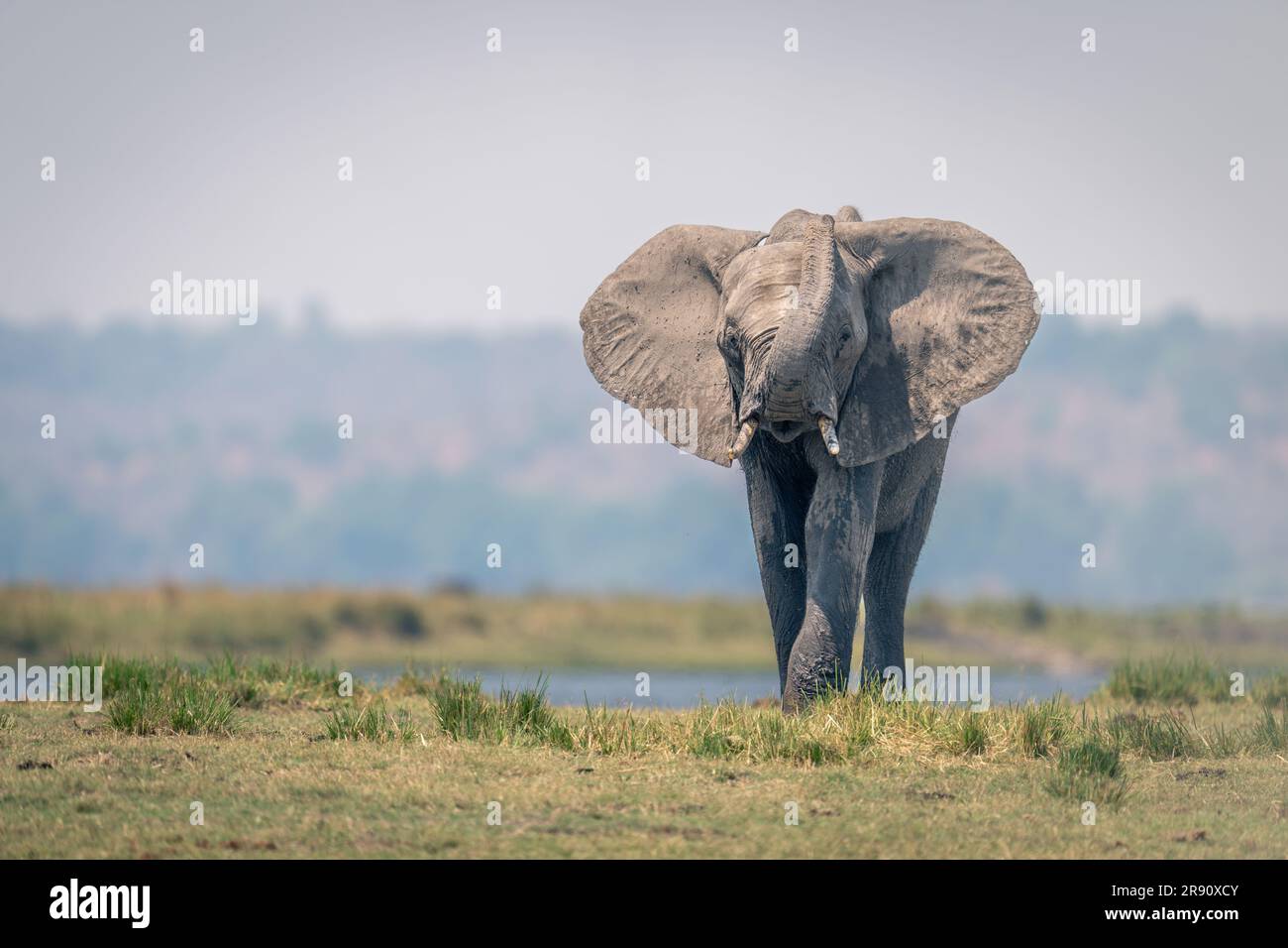 African elephant stands raising trunk on riverbank Stock Photo - Alamy