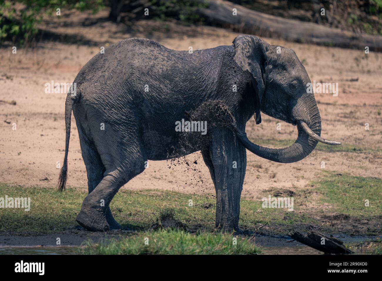 African elephant stands spraying mud on flank Stock Photo - Alamy