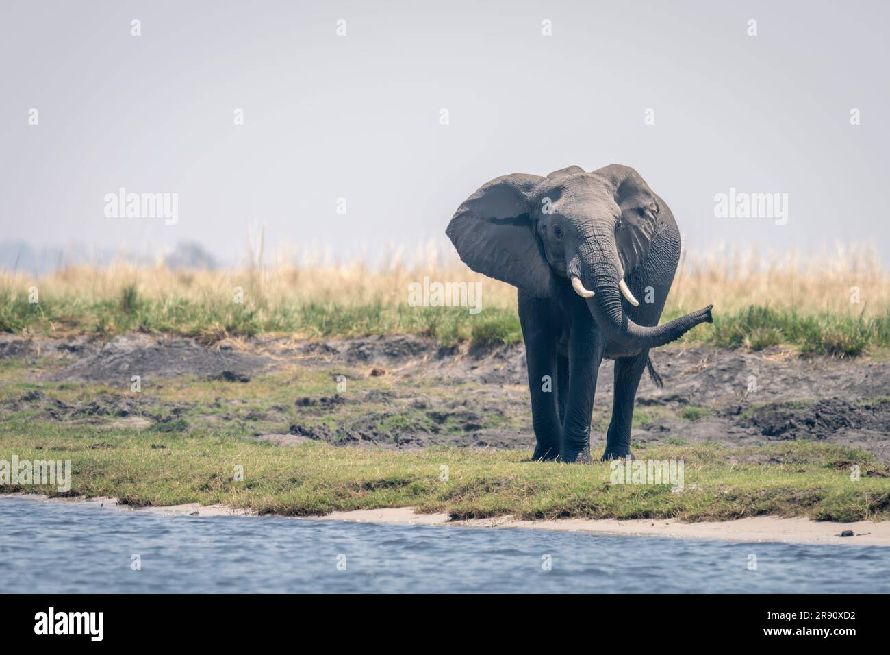 African elephant stands on riverbank swinging trunk Stock Photo - Alamy