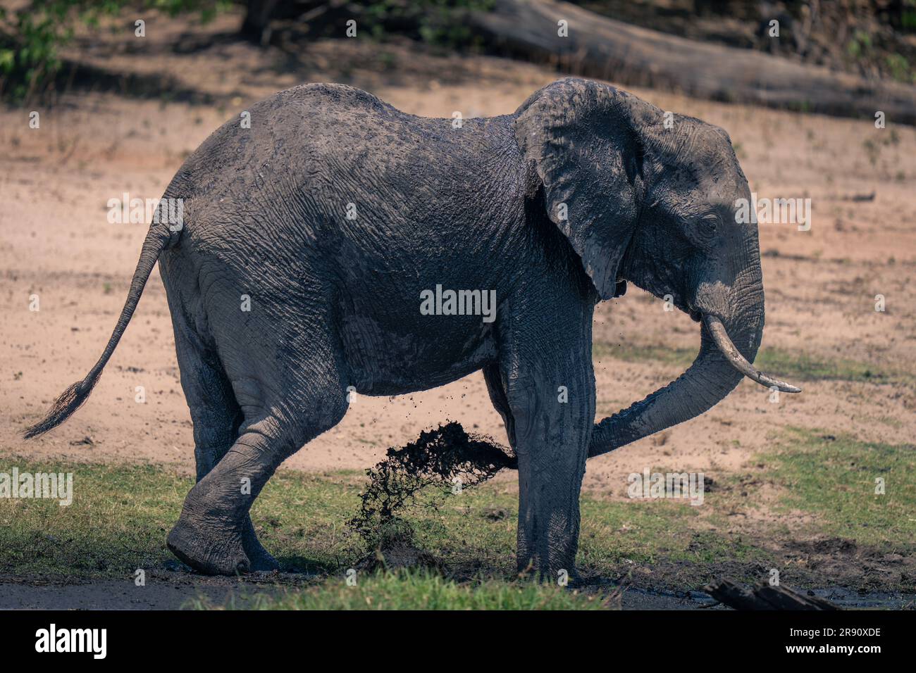African elephant stands spraying mud over itself Stock Photo - Alamy