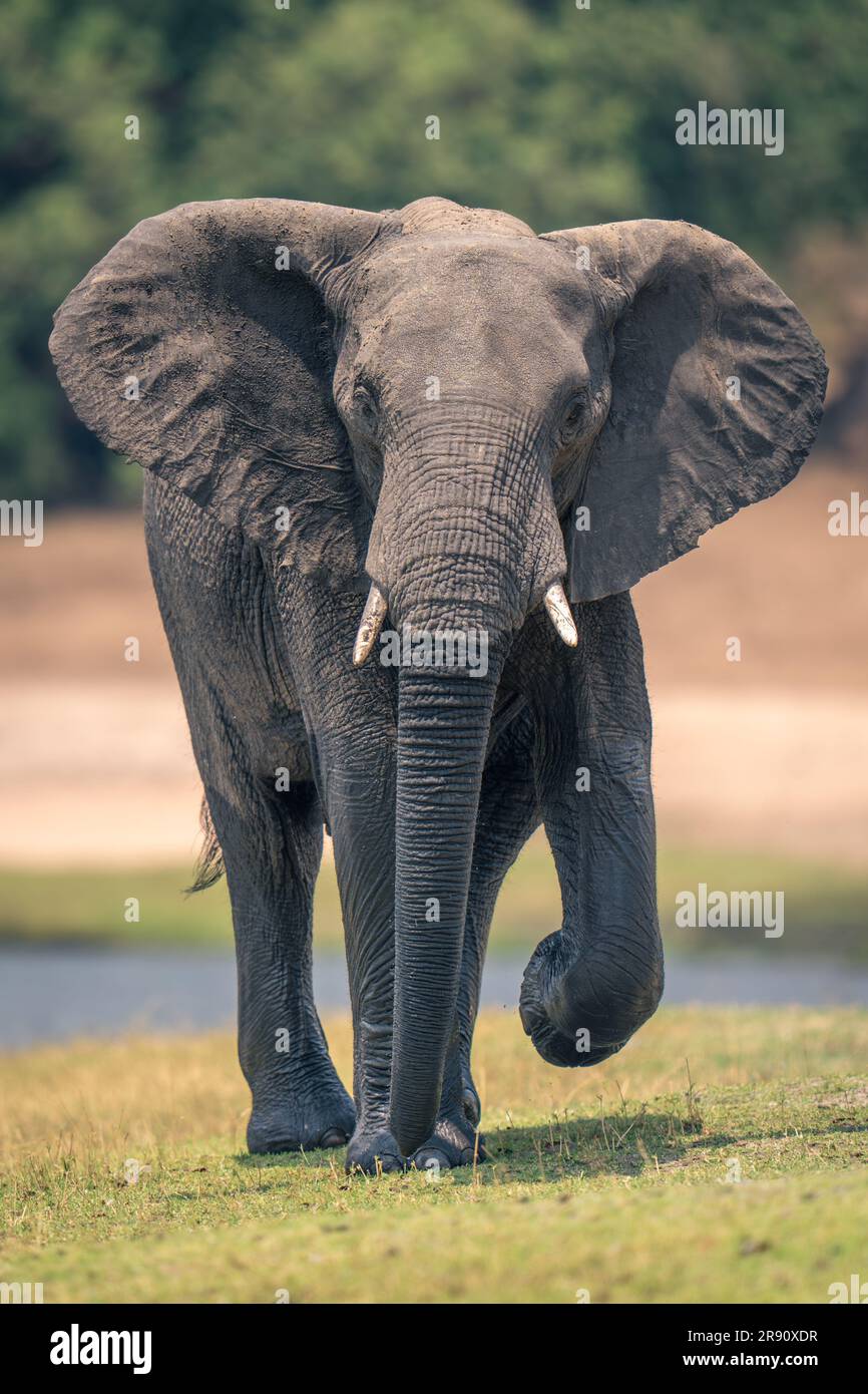 African elephant walks along riverbank lifting foot Stock Photo - Alamy