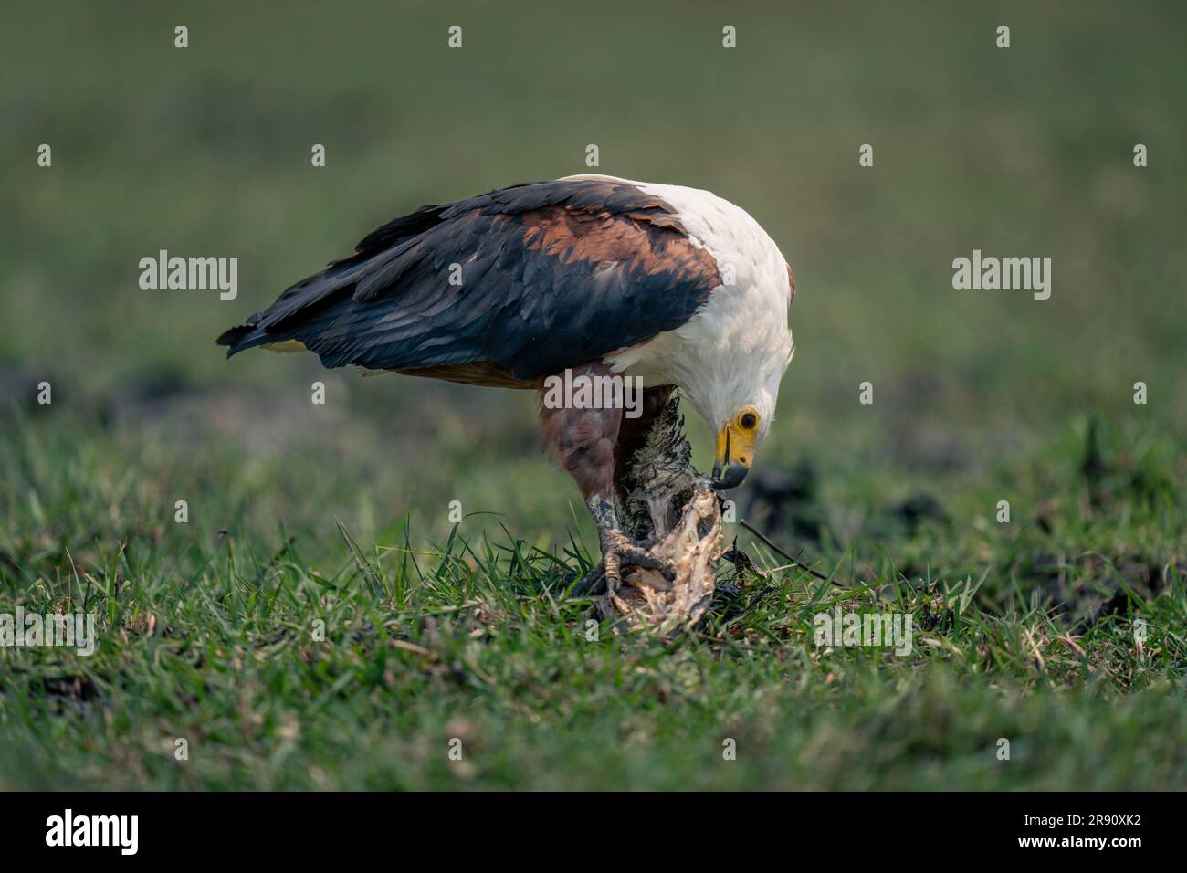 African fish eagle feeds on dead fish Stock Photo - Alamy