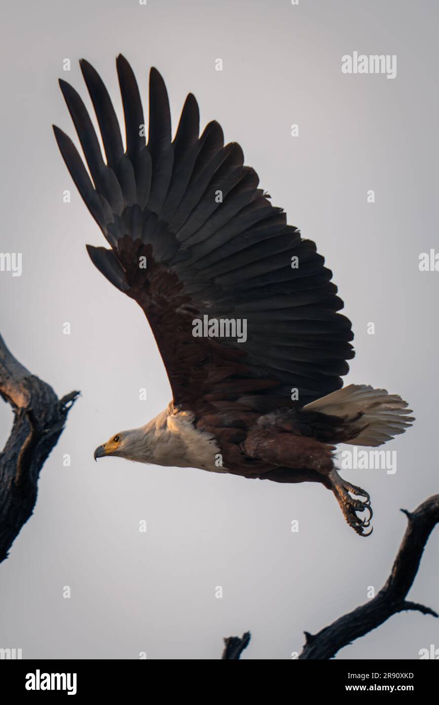 African fish eagle flies over dead branch Stock Photo - Alamy