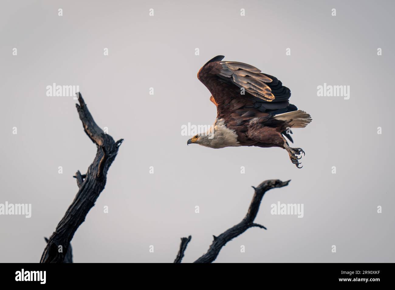 African fish eagle flies hi-res stock photography and images - Alamy