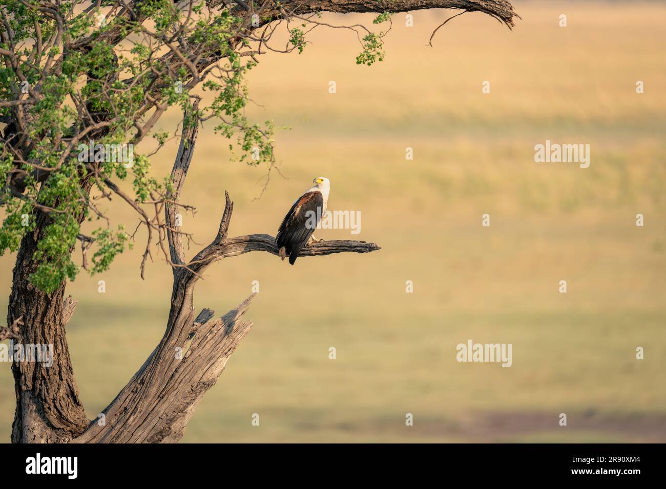 African fish eagle on branch turning head Stock Photo - Alamy