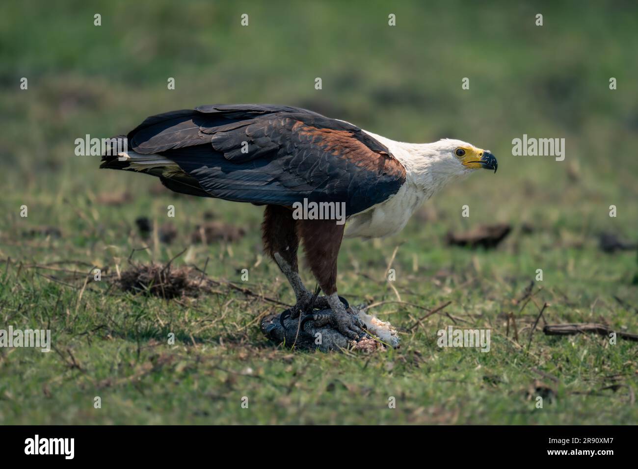 African fish eagle stands on dead fish Stock Photo - Alamy